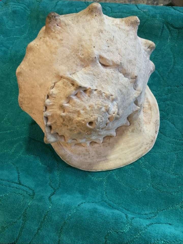 RARE VINTAGE LARGE 11” 6 Lb HAWAIIAN HORNED King Helmet CONCH SHELL | eBay