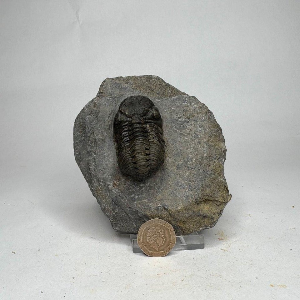 Fossil TRILOBITE- Phacops - Devonian age - Morocco - Amazing Eye Detail ...