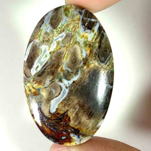 70.00Cts. 31X49X6mm. 100% Naturel Haut Créateur Palmier Racine Agate ...