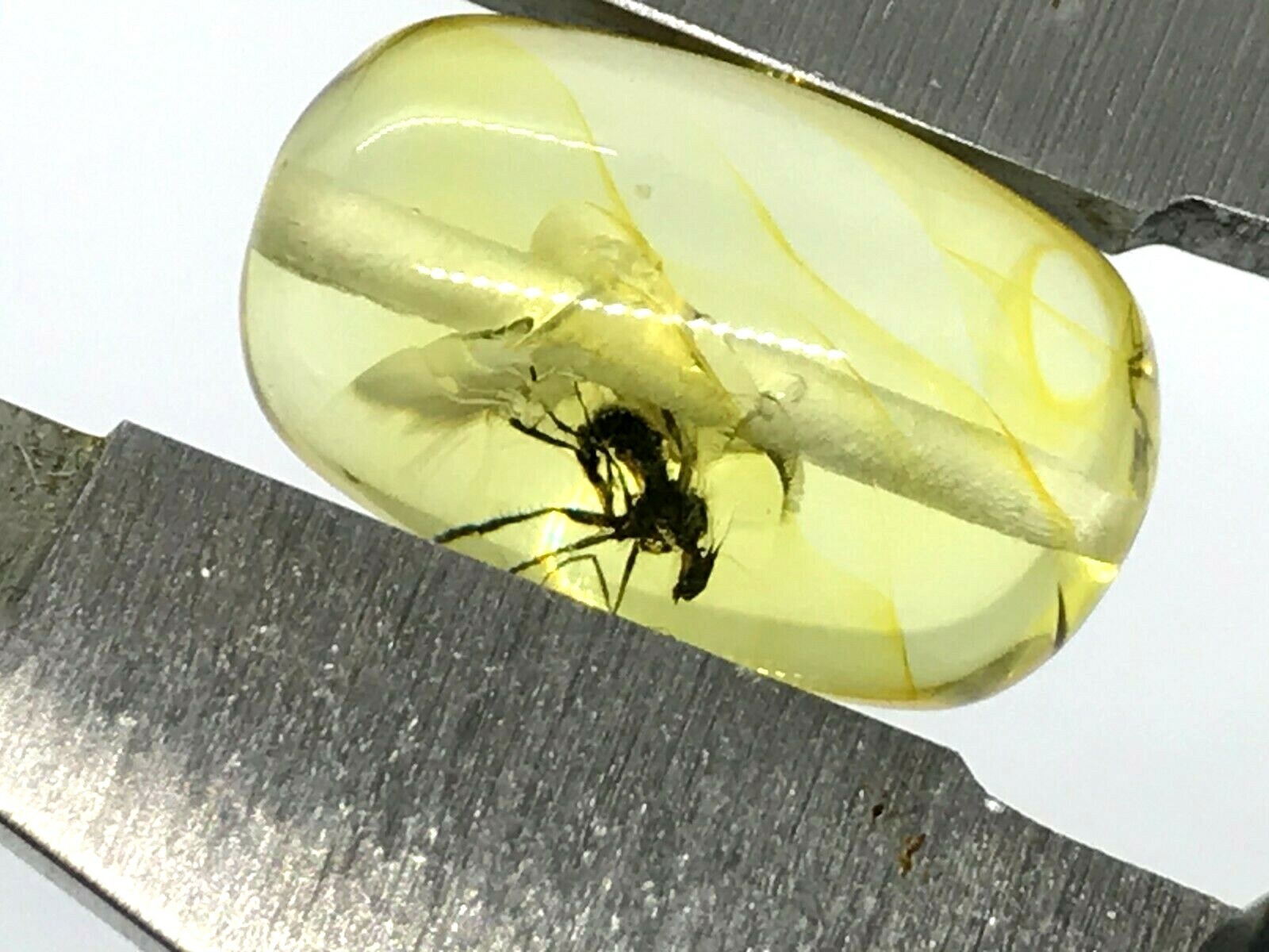 AMBER Insect Gift Barrel Bead DRILLED For Prayer Bracelet Necklace ...