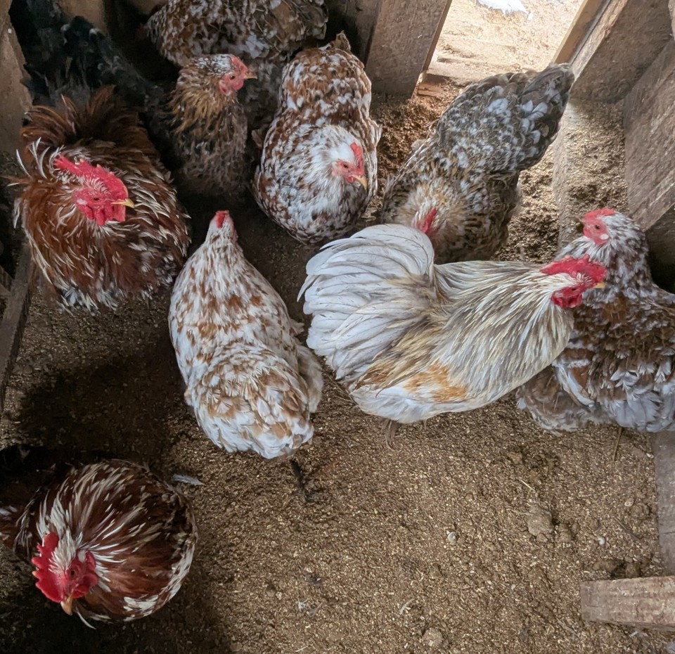 Calico/Millie + Blue Calico Bantam Cochin Eggs 12+ Frizzles NPIP | eBay
