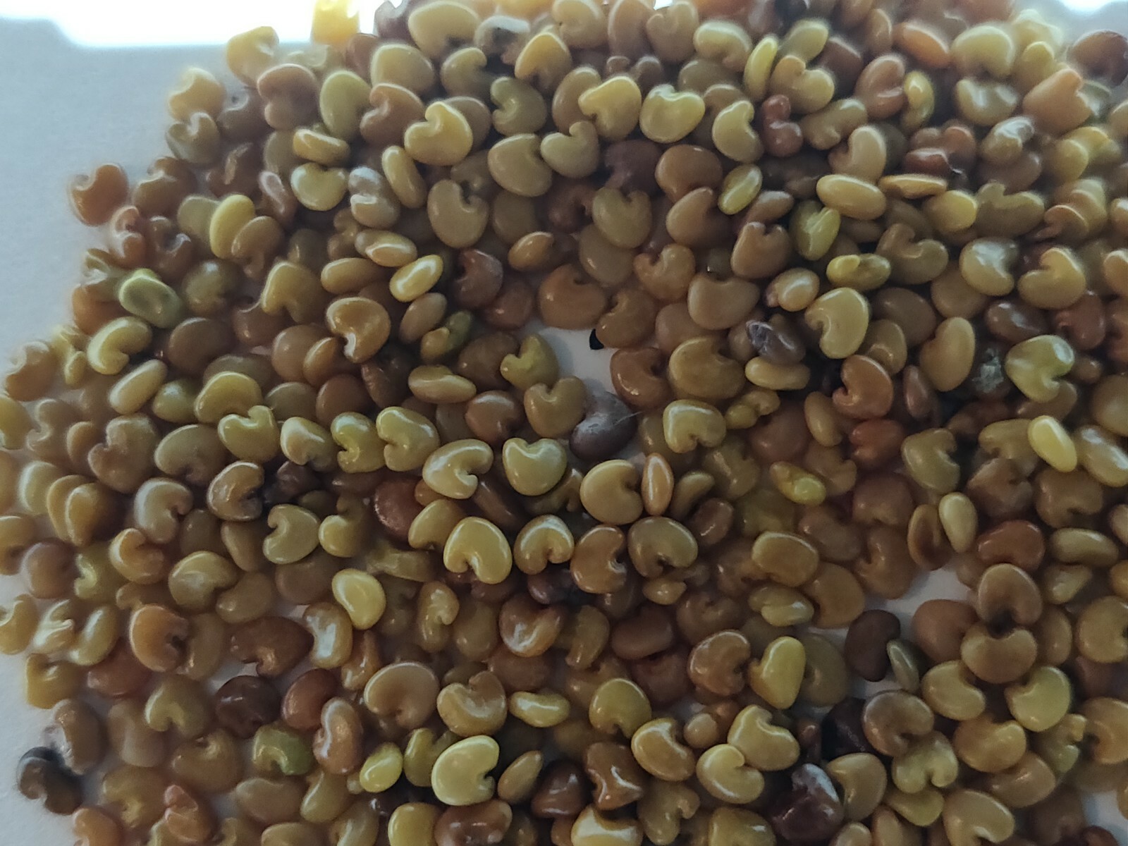 40 SEMILLAS DE CHIPILIN(CROTALARIA LONGIROSTRATA) | eBay