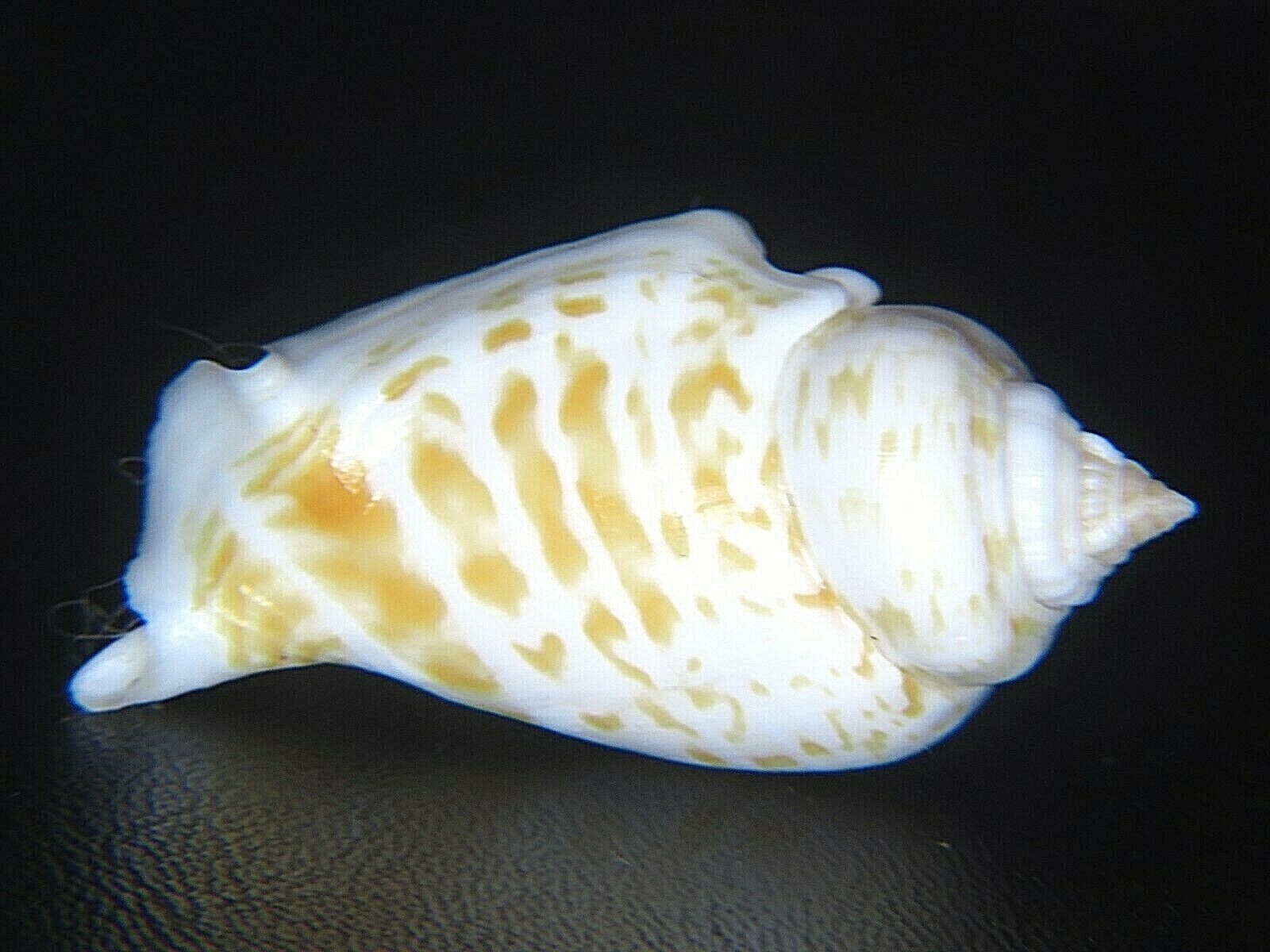 STROMBUS GIBBERULUS DEKKERI: NEW SPECIES JUST NAMED IN 2021 @ 43.0MM W ...