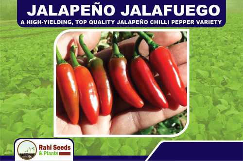 Jalapeño Jalafuego - A High-Yielding, Top Quality Jalapeño Chilli ...