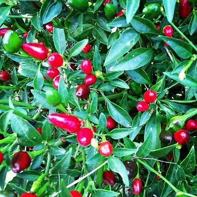 10+ Pequin Pepper seeds (organic chili, chile) | eBay