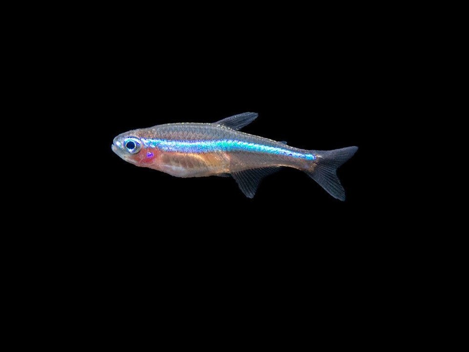 Green Neon Tetra (Paracheirodon simulans) - Tank-Bred! | eBay