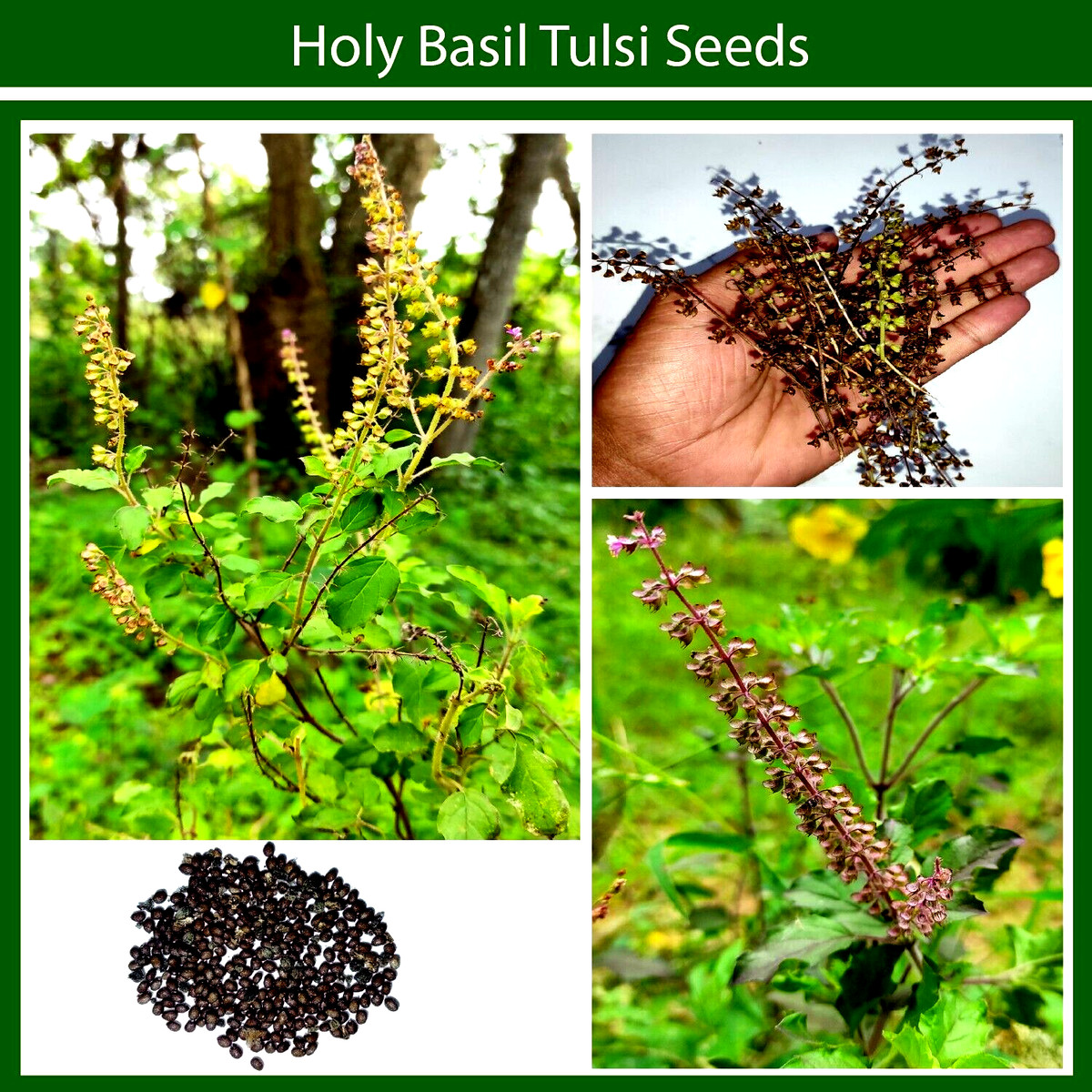 Holy Basil Seeds
