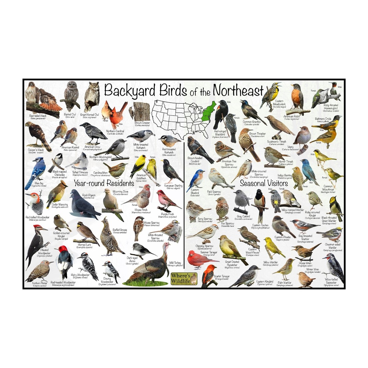 Common Types Of Backyard Birds In The Northeast Owlcation 21