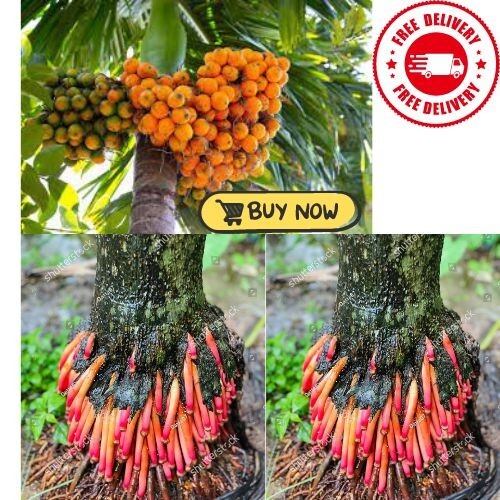Areca catechu Roots NEW HERBLE PUWAK 100% organic 75g Sri lanka | eBay