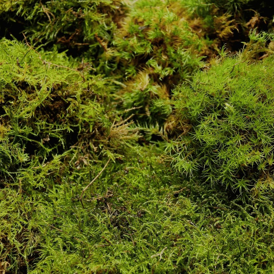 Live Moss Bundle Mixed Fresh Mosses for Terrariums Cushion Moss Sheet ...