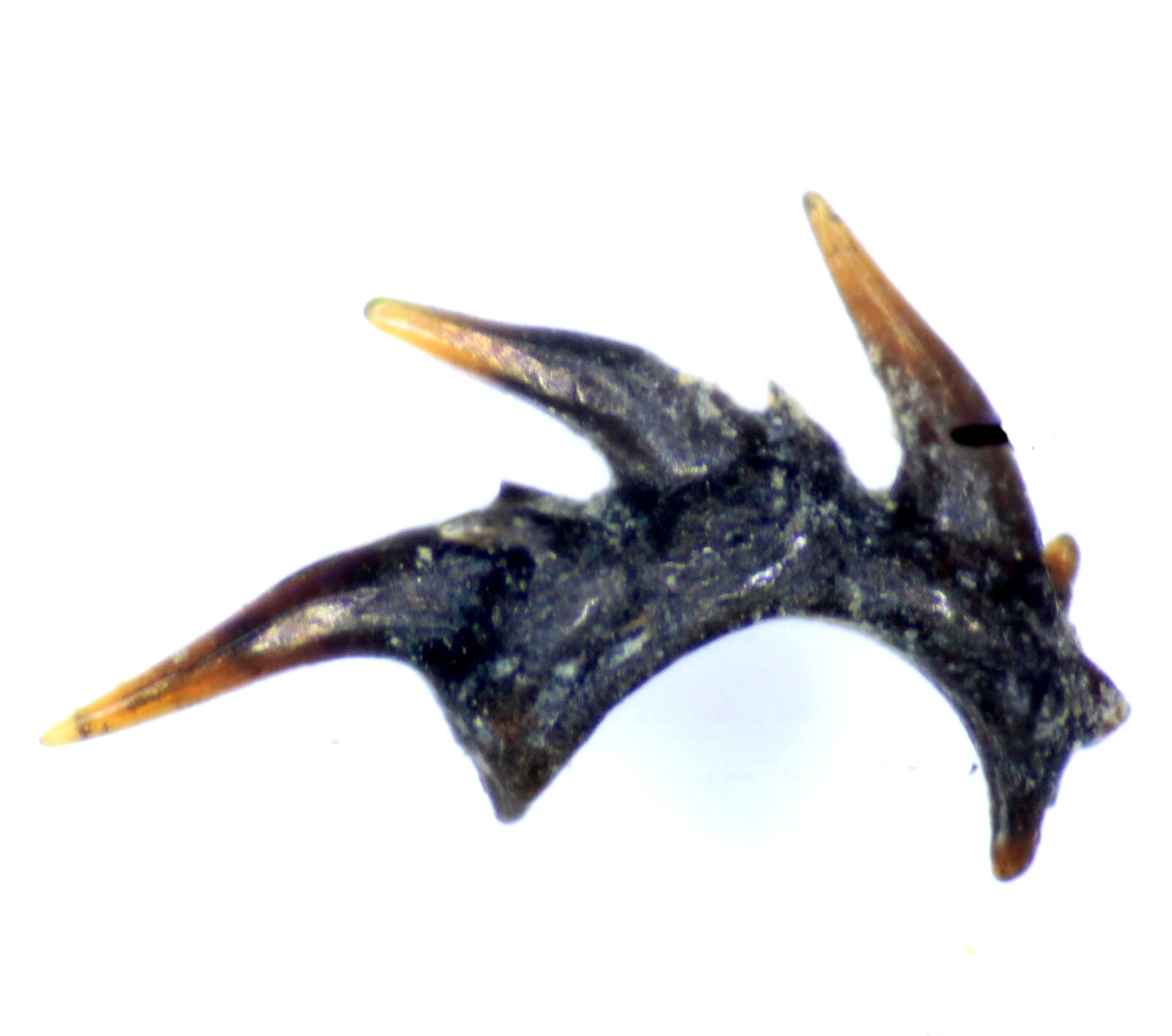 Rare Silurian Gnathostomes fossil fish tooth. | eBay