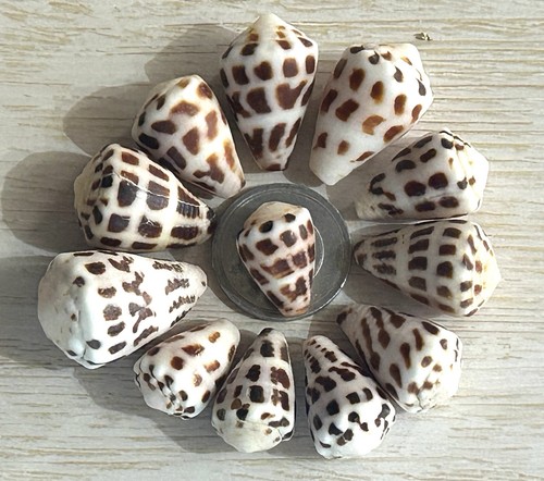 Cone Shell from japan Okinawa shell all brown dot rare | eBay