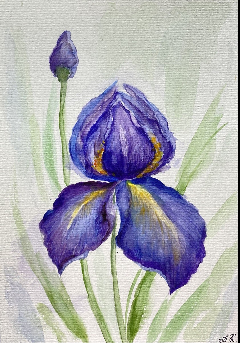 Iris Flower Watercolor