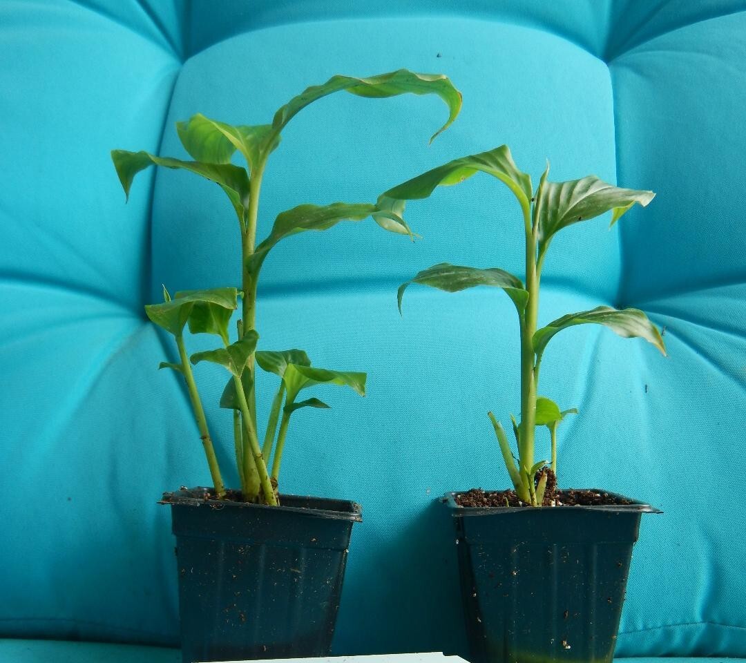 Golden Brush Dwarf Ginger - Burbidgea schizocheila- SMALL ROOTED ...