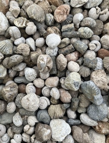 Bulk Small Fossils Lot- 20 Pcs Brachiopods, Sea Urchins, Crinoid Stems ...