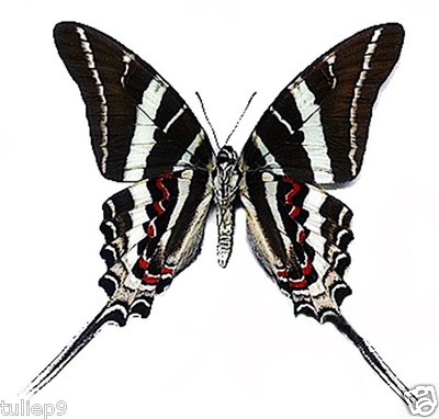 Papilionidae - Graphium rhesus rhesus (m) - Buton Island, Sumatra ...