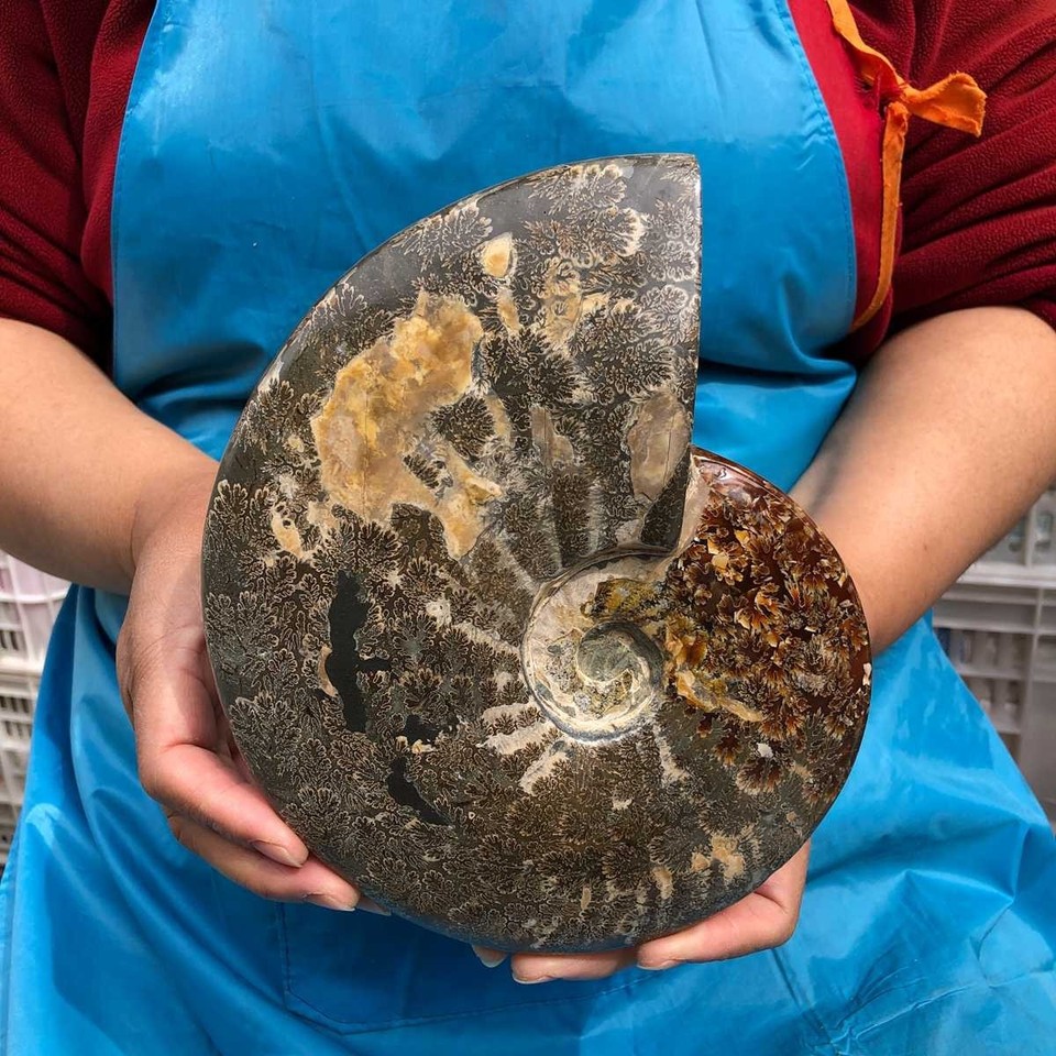 3.82LB Rare! Natural Tentacle Ammonite Fossil Specimen Shell Healing ...
