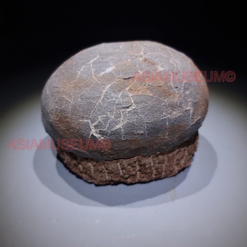 Dinosaur Egg Nest Dendrolithus Hadrosaur Duckbill Fossil Jurassic Park ...