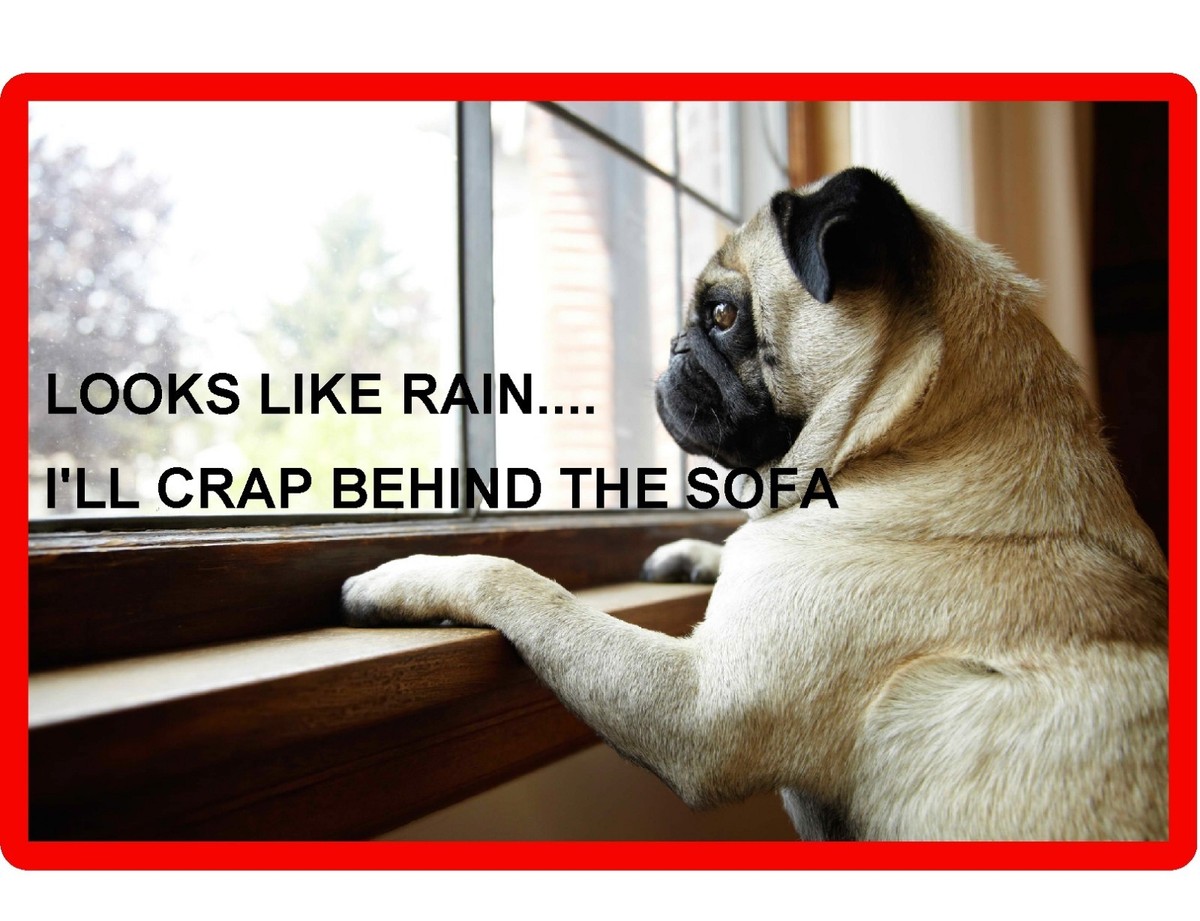 Rain Dog Meme I Has A Hotdog Raincoat Funny Dog Pictures | Dog