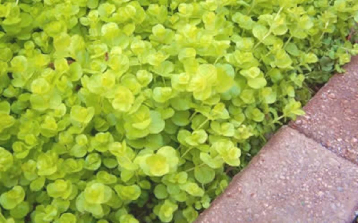 Creeping Jenny Ground Cover