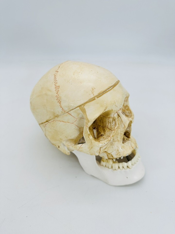Vintage Medical Lab Anatomical Human Skull Display Hinged Jaw Realistic ...