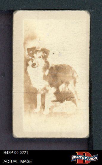 1948 Topps Magic Photo #17 Collie G American Dogs 1.5 - FAIR | eBay