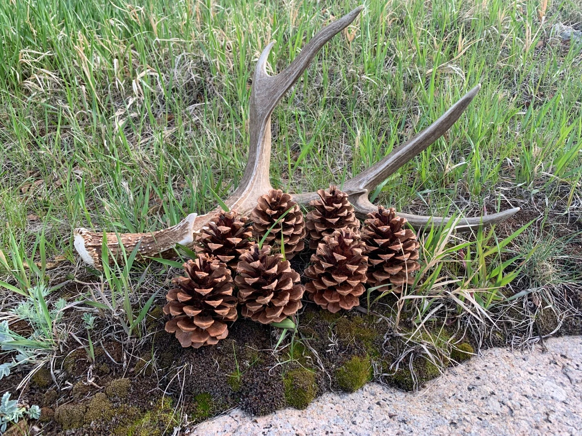 Ponderosa Pine Cones