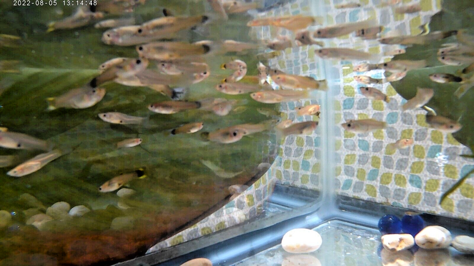 40Pk. SUPER BIG SPECIAL Young Asst. Female Guppies (MP #020) 40pk. USA-NO IMPORT | eBay