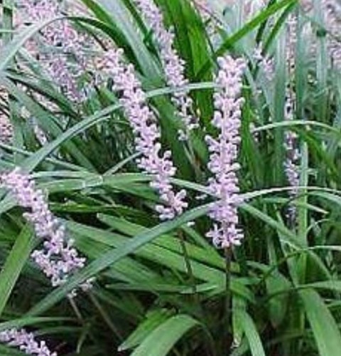 63 x EVERGREEN GIANT Liriope muscari border grass plants in cells ...