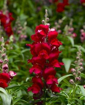 Snapdragon Snaptastic Red 500 seeds | eBay