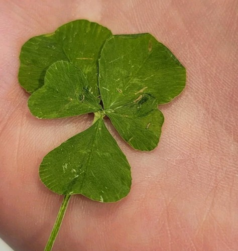 Real 5 Leaf Clover Sent Over From IRELAND LUCKY IRISH Wedding Gift ...