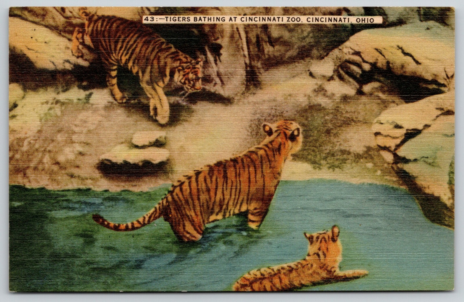 Cincinnati Ohio~Trio of Striped Cats~City Zoo Tiger Exhibit~c1940 Linen ...