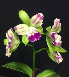 Machiela's Orchids | eBay Stores