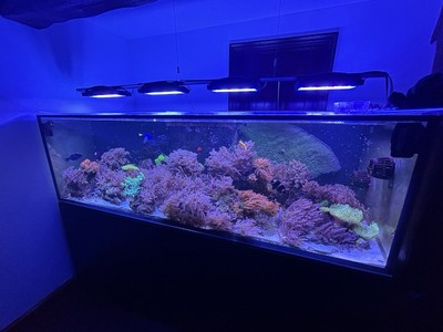 Red Sea Reefer S1000 marine fish tank - see description | eBay