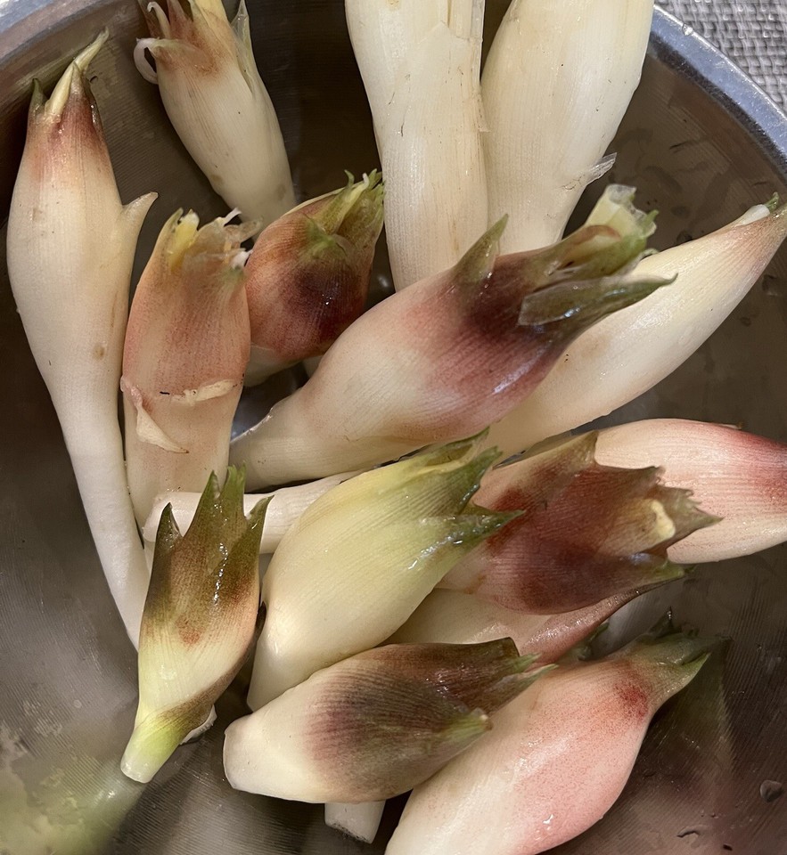 Myoga Ginger Plants ミョウガ 茗荷 Zingiber Mioga Japanese ginger from ...