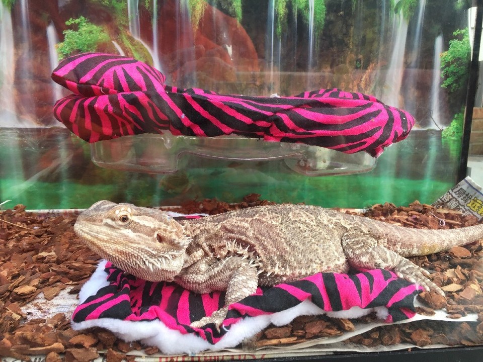 ZEBRA PRINTS LRG RESTING SOFT BED COVERS ONLY (NO FRAME BED) 4 BEARDED ...