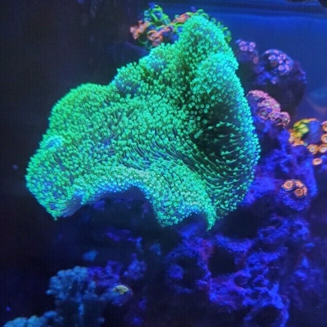 Super Leather Frag Pack, 6 Frags (Beginner Reef Salt Water Coral Live ...