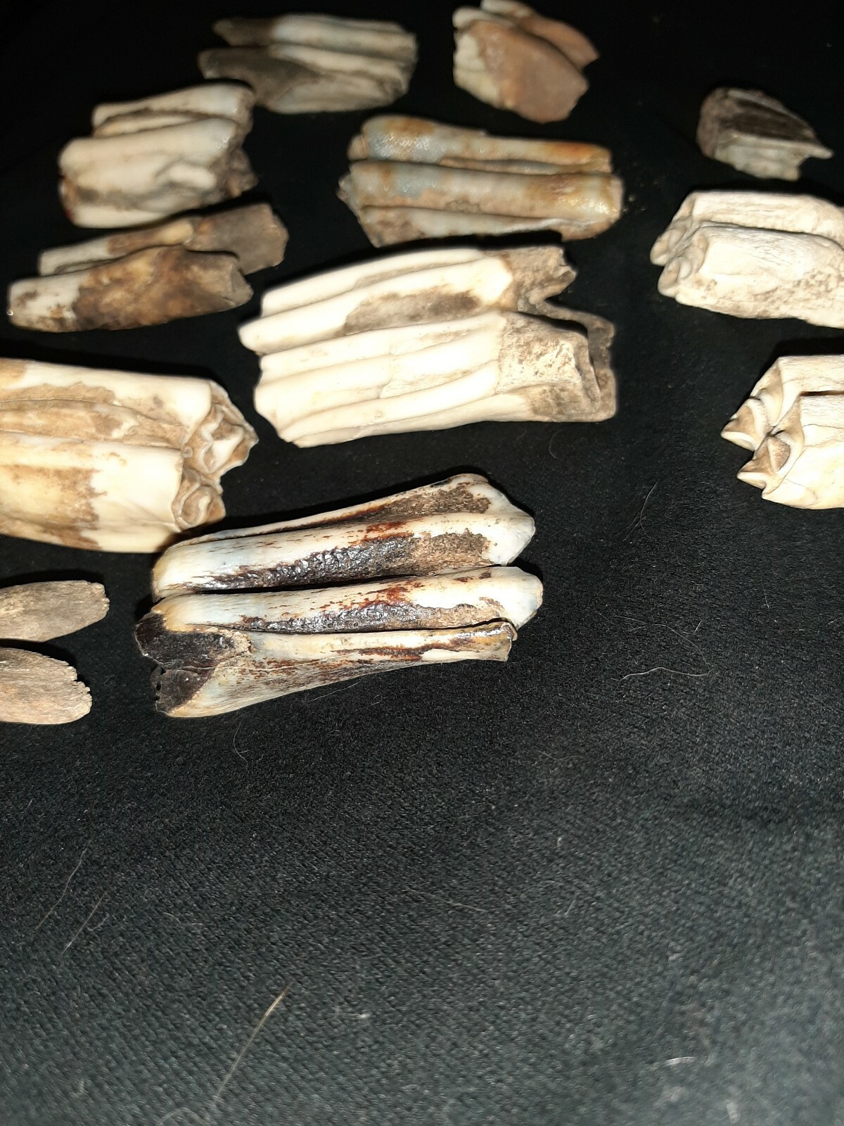 FOSSIL BISON TEETH SET. SOME VERY RARE .SOME OVER 3"LONG | eBay