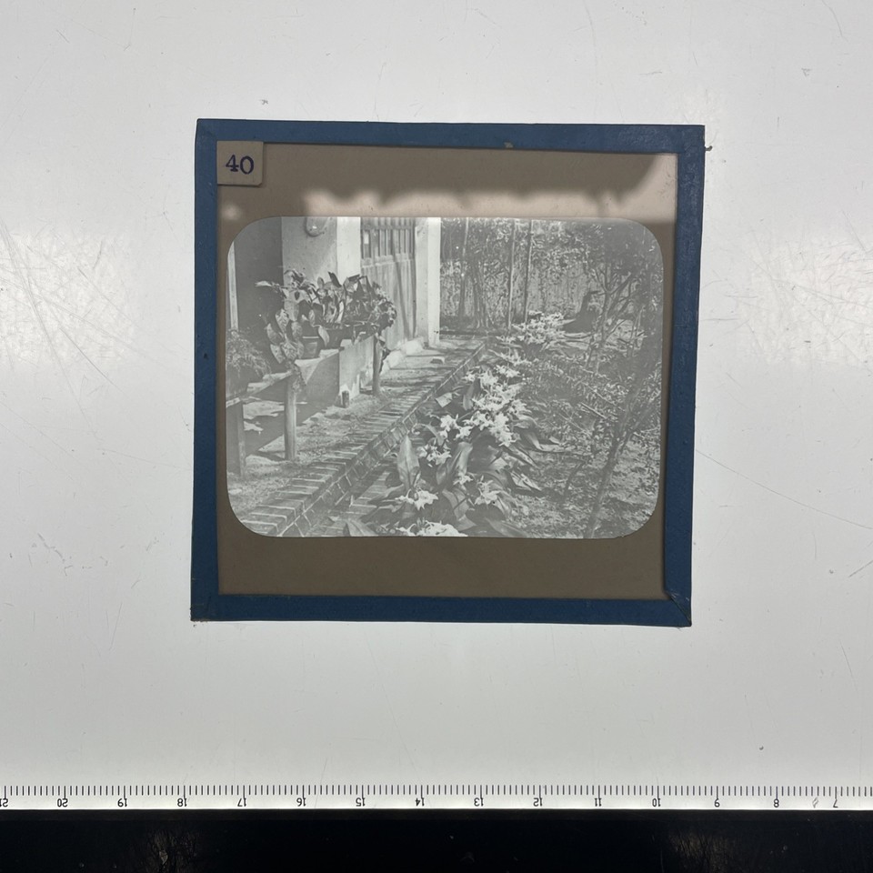 ORIGINAL VINTAGE MAGIC Glass Lantern Slide Photograph 1900s JFM Floral ...