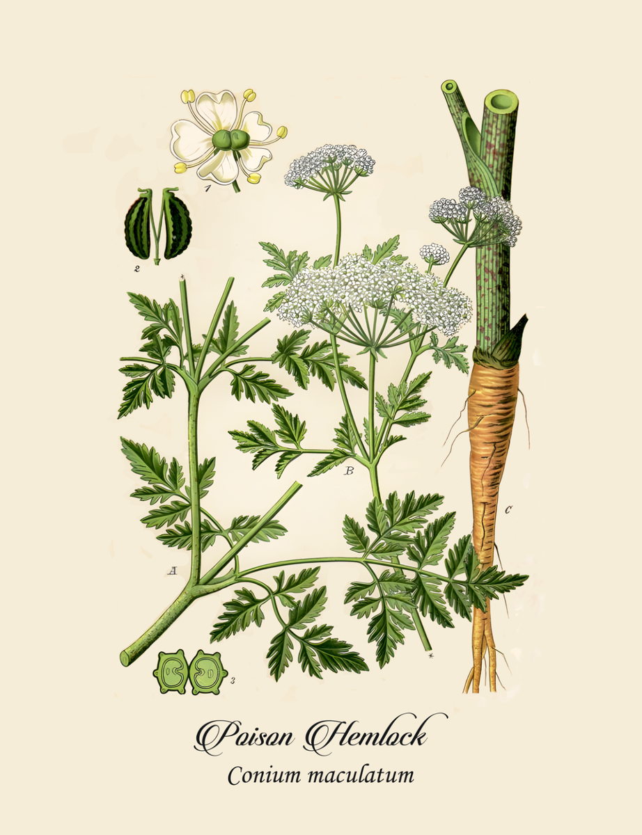 Poison Hemlock Illustration