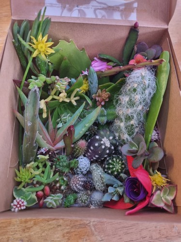 Cacti Cuttings Pack Cactus Succulent Collectors Euphorbia Echinopsis Mix Box Fs | eBay