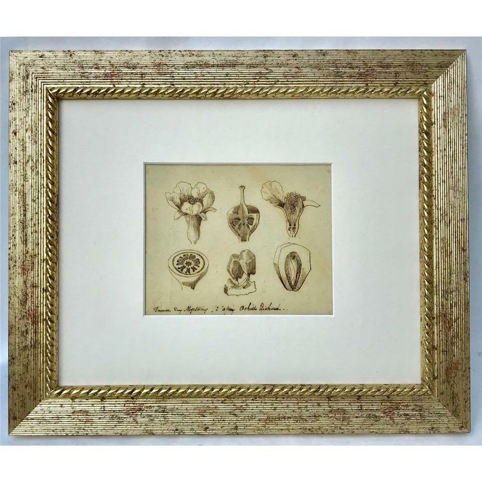 Rare Antique Floral Botanical Ink Drawing by Achille Richard C.1830 | eBay