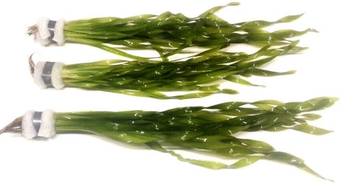 Vallisneria Asiaticia "Corkscrew" Vallis Bunch Live Aquarium Aquatic ...