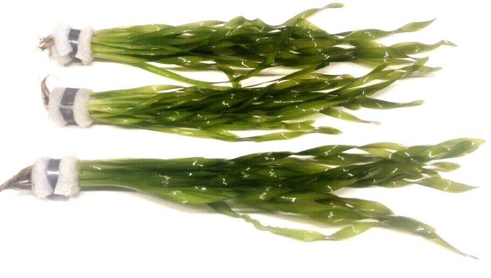 Vallisneria Asiaticia "Corkscrew" Vallis Bunch Live Aquarium Aquatic ...