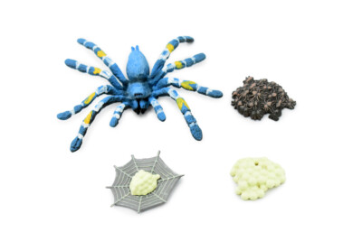 Cobalt Blue Tarantula Life Cycle of a Spider 4 Stages Model Realistic ...