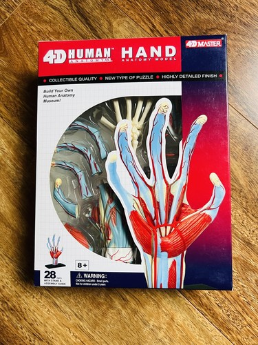 NEW 4D Master Human Anatomy - Hand. Highly Detailed. Last One. | eBay Australia