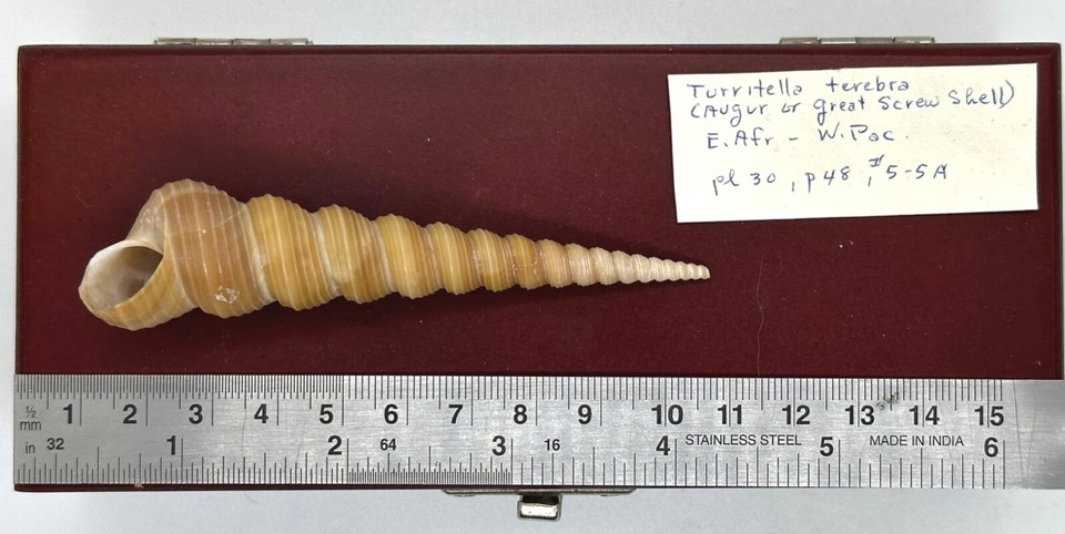 Screw Shell (Turritella terebra) -- 3.75 x 0.75 in. approx / ~ 95 mm | eBay