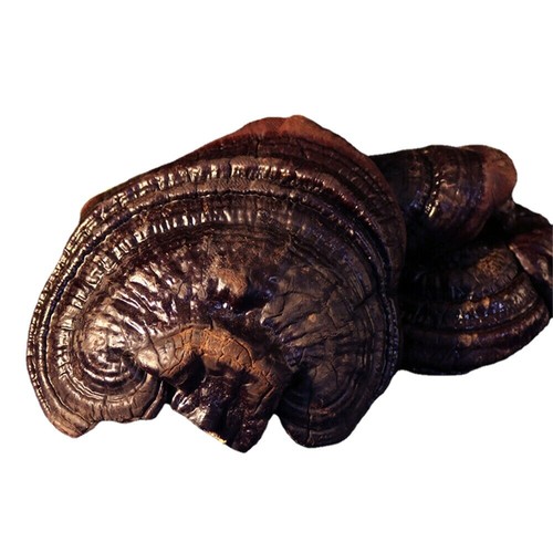 100% Natural Halal Black Ganoderma Lucidum Dried Mushroom 17.6oz | eBay