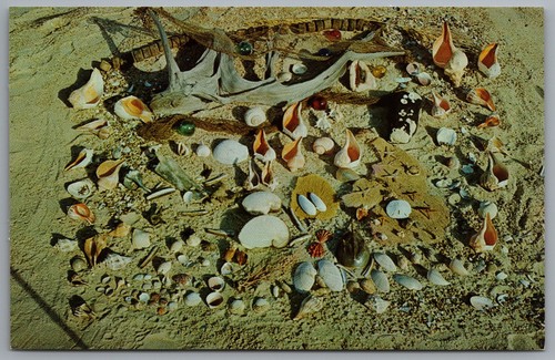 North Carolina Outer Banks Sea Shells Beach c1960 postcard | eBay