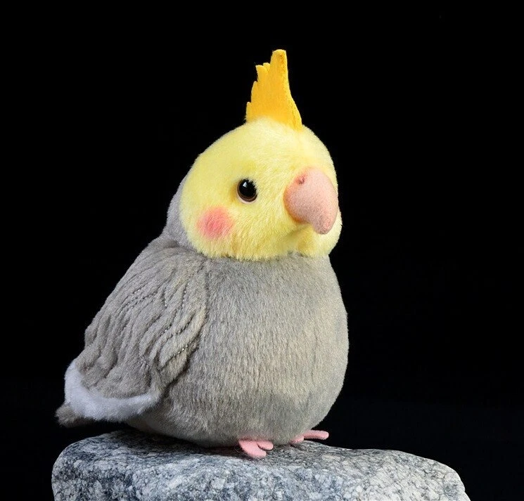 Grey Cockatiel
